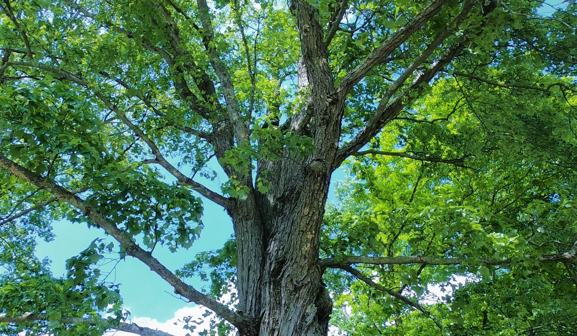 The Evolution of Accounting: 4 Career Branches